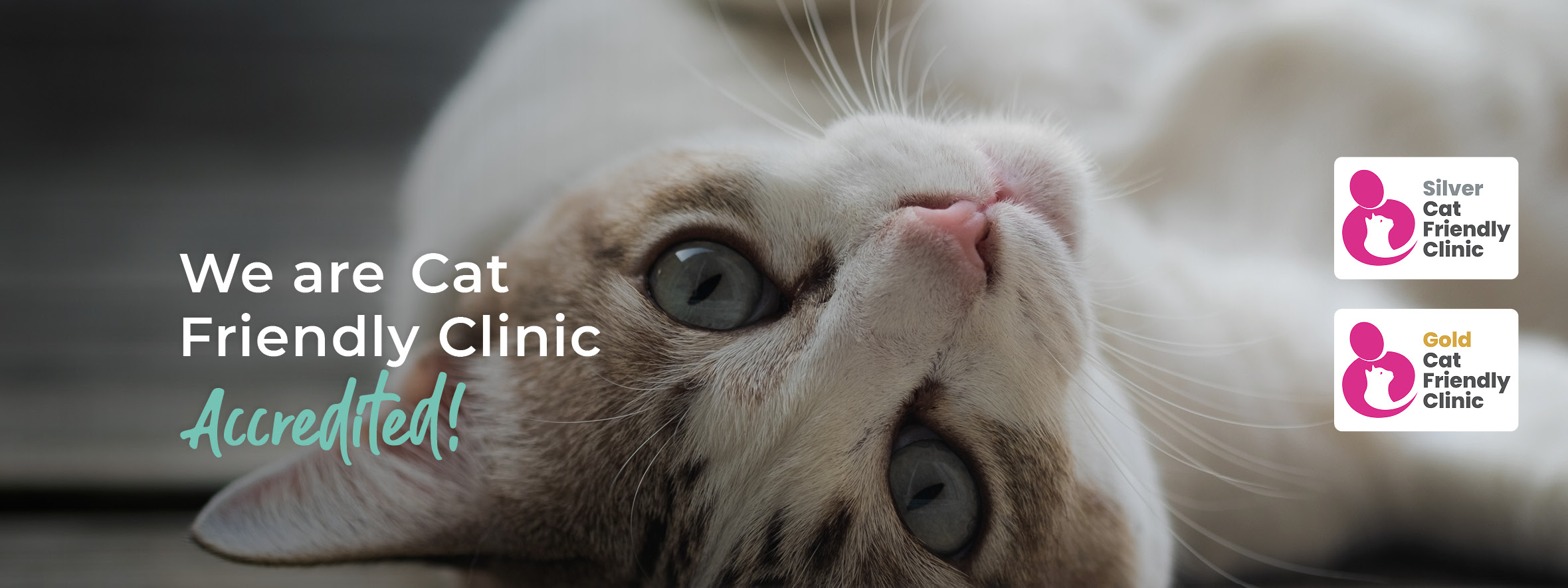 Cat Friendly Clinic
